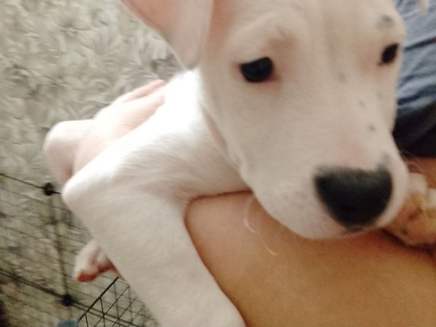 Щенки стафа