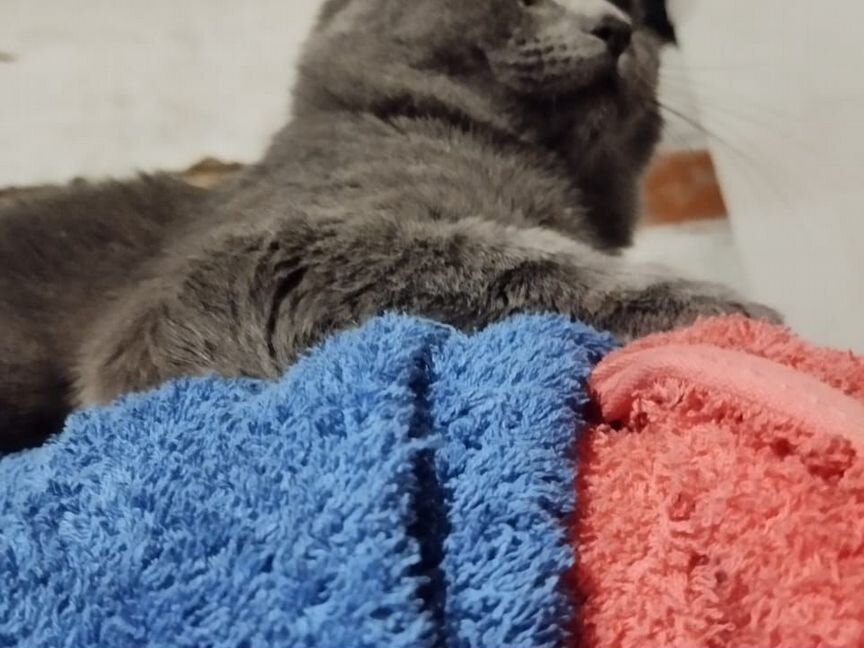 Отдам кота в добрые руки