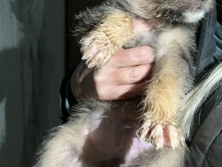 Собака в добрые руки даром