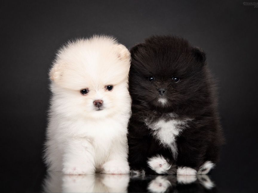 Щенок шпица девочка мишка