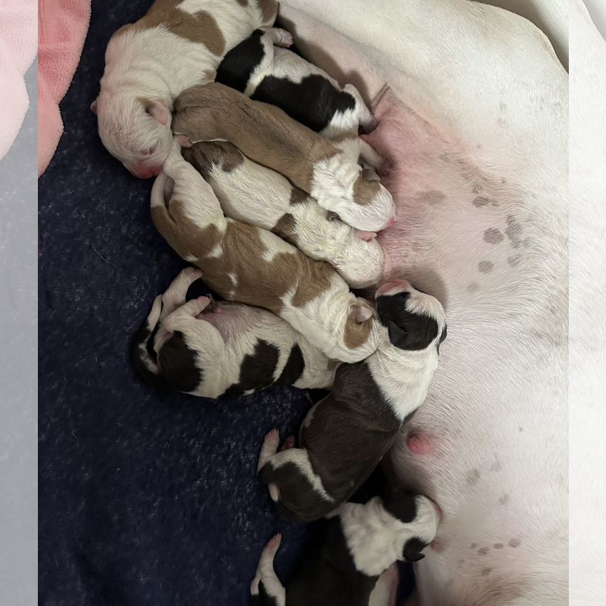 Американский стаффордширский терьер, щенок