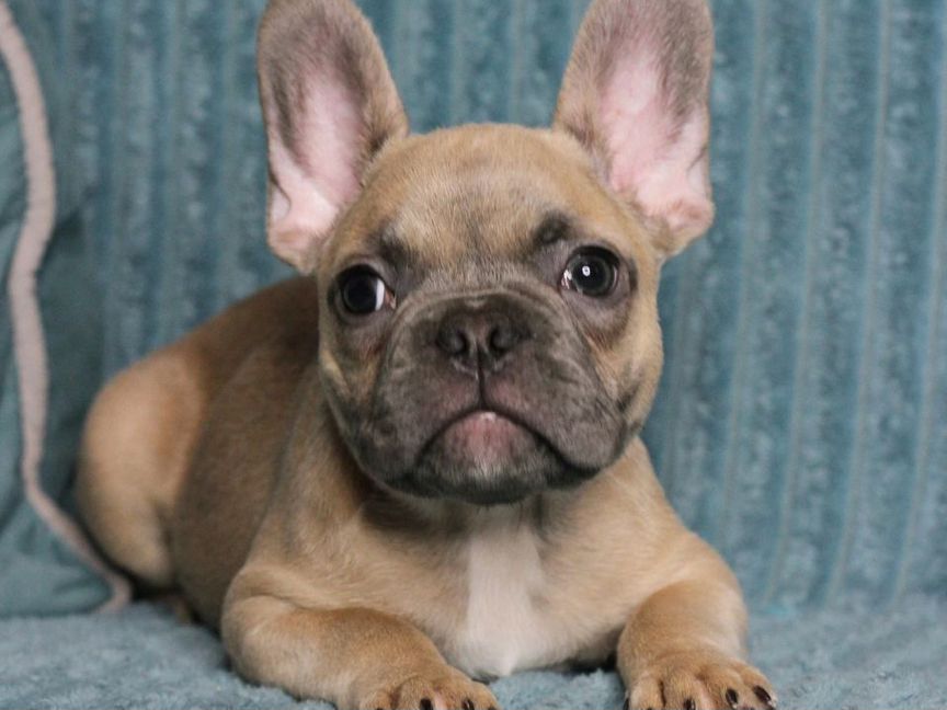 Французский бульдог с ношением изабеллы