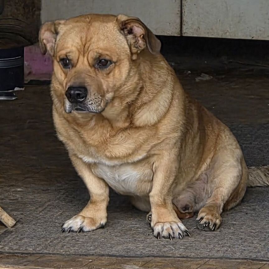 Взрослый пёс в добрые руки