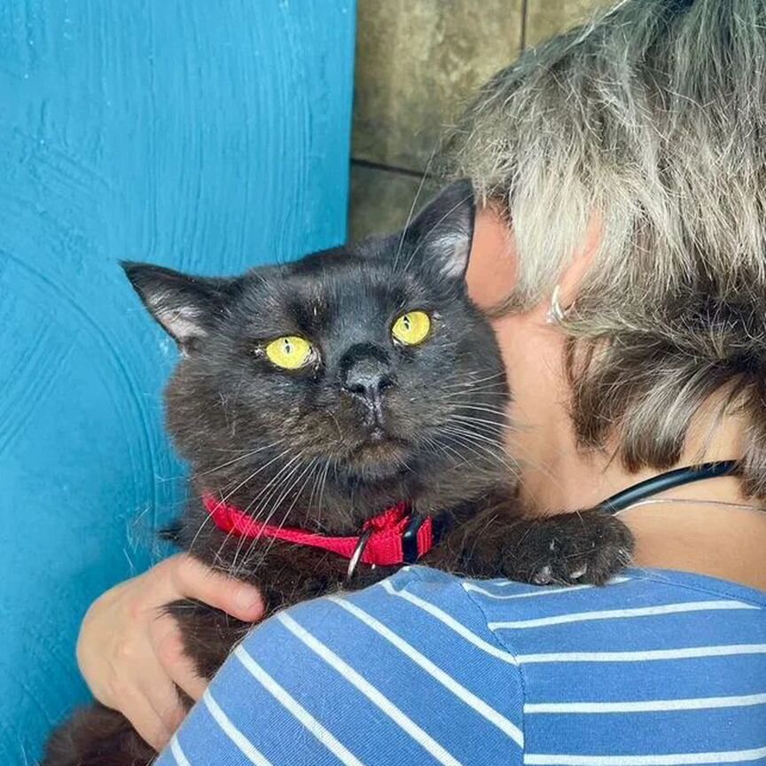 Чёрный британский кот Бегемот. В дар