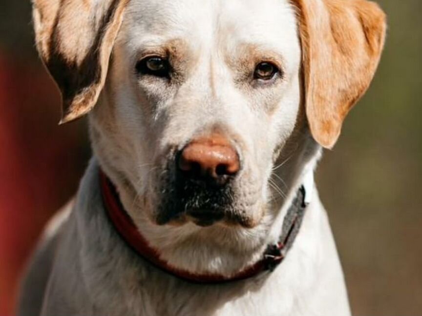 Красавица Молли в добрые ручки