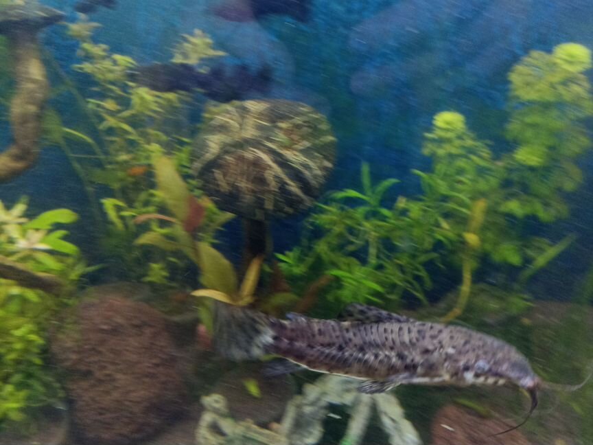 Аквариумные рыбки сом