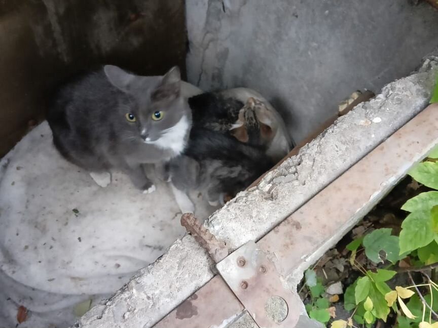 Кошки и котята