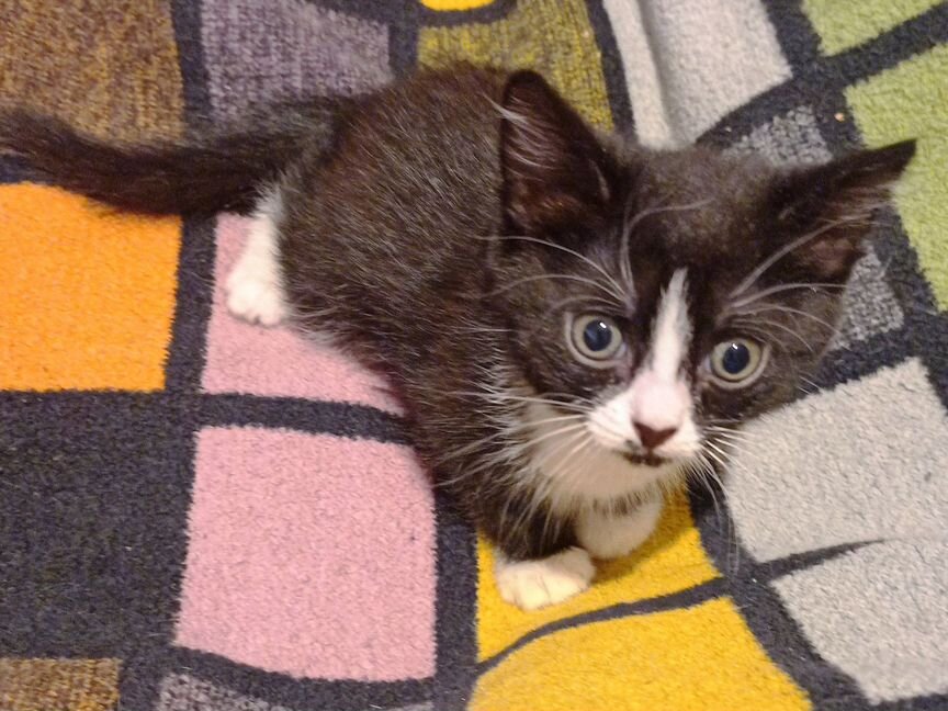 Котенок девочка бесплатно