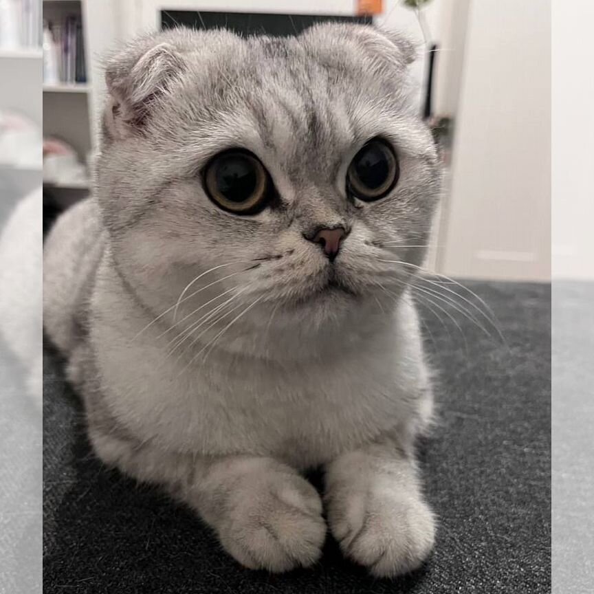 Шотландский вислоухий короткошёрстный кот, взрослый