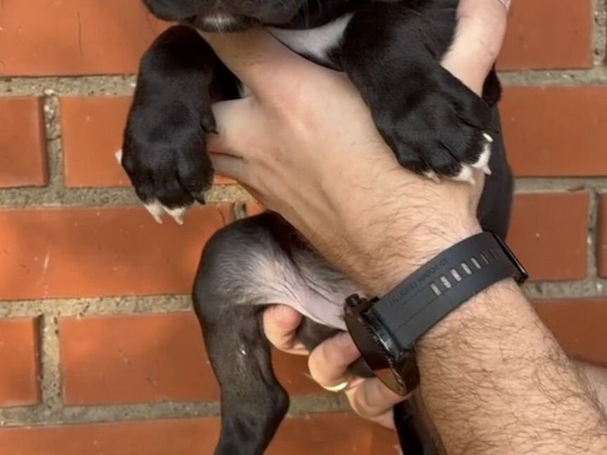 Прайтер черный окрас