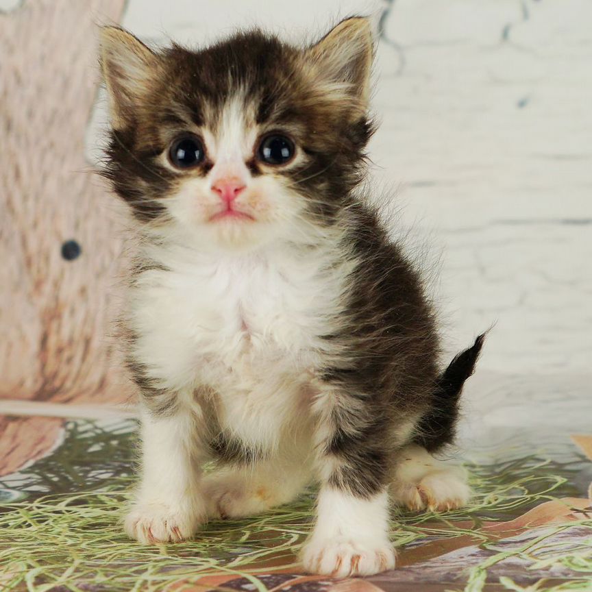 Сибирский котенок лесного окраса питомник