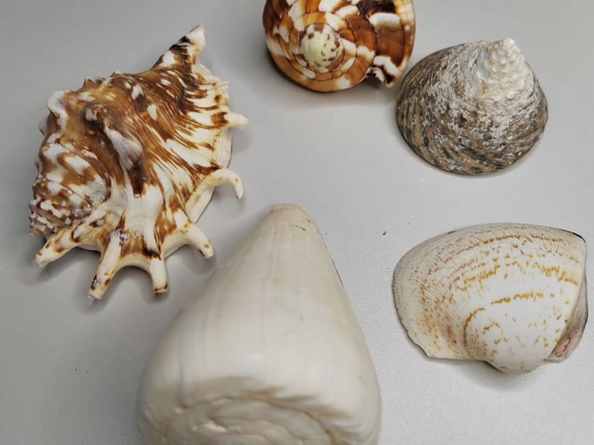 Ракушки для аквариума или интерьера