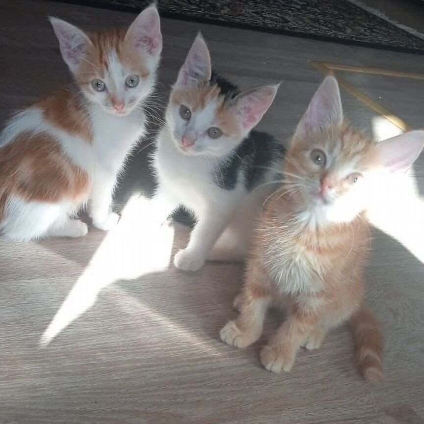 Котята от домашней кошки даром