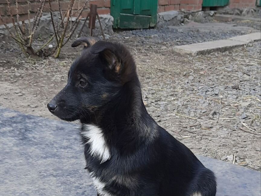 Щенок в добрые руки бесплатно