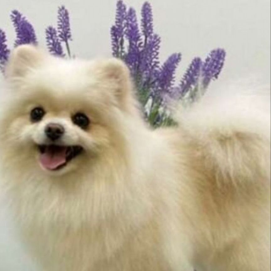 Померанский шпиц