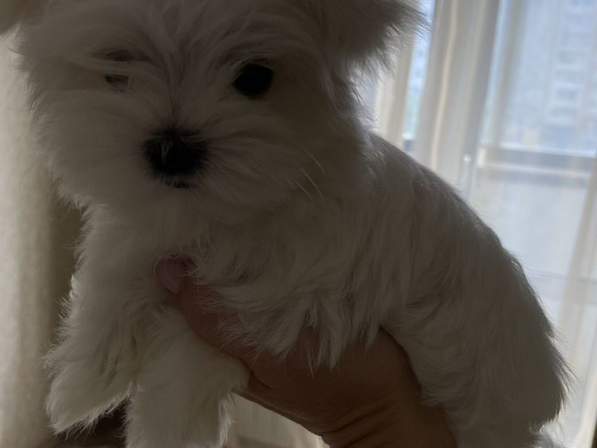 Мальтезе мальтийская болонка