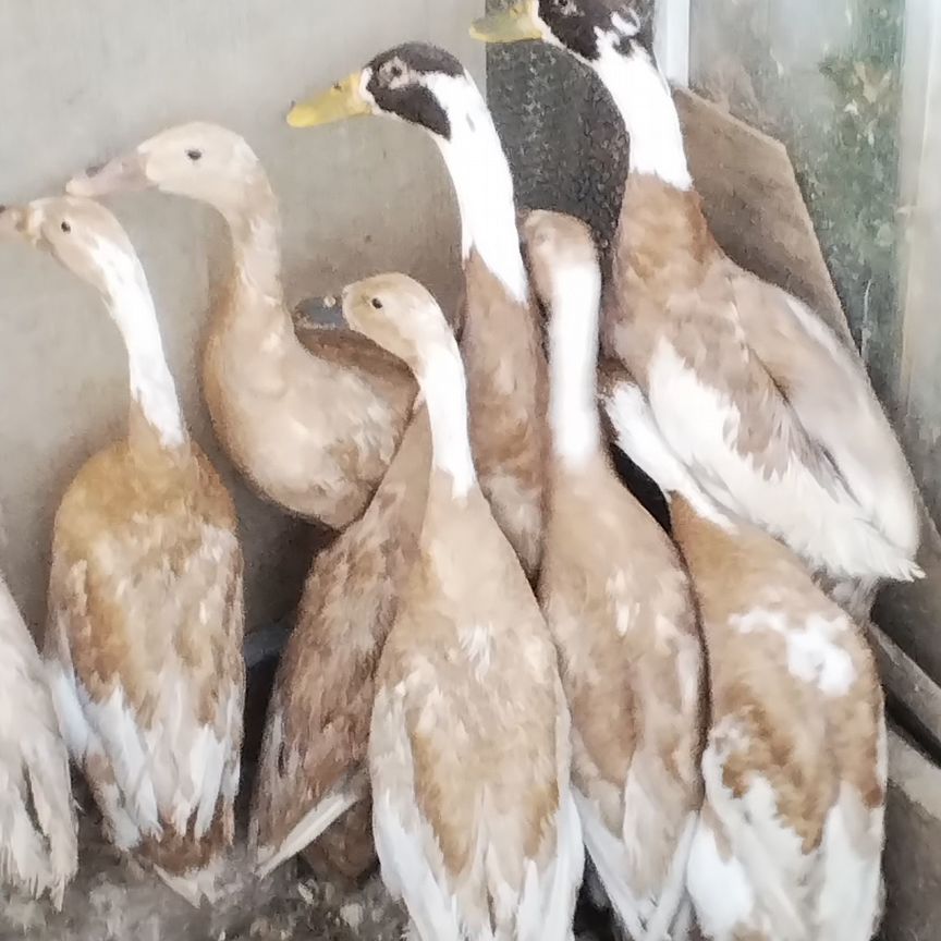 Индийский бегунок утята яйцо