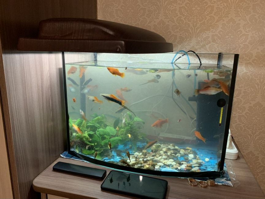 Аквариумные рыбки