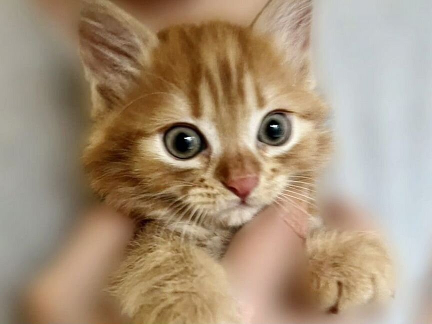 Котенок мальчик в добрые руки