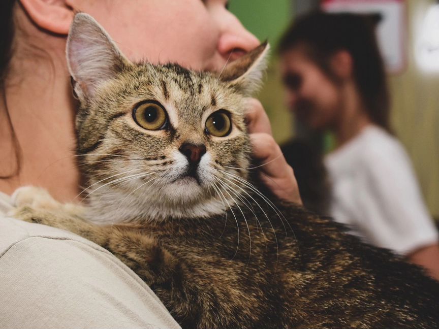 Кошка