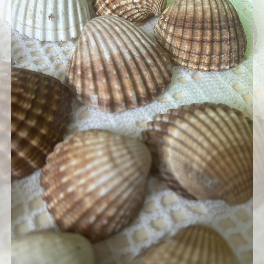Морские ракушки раковины