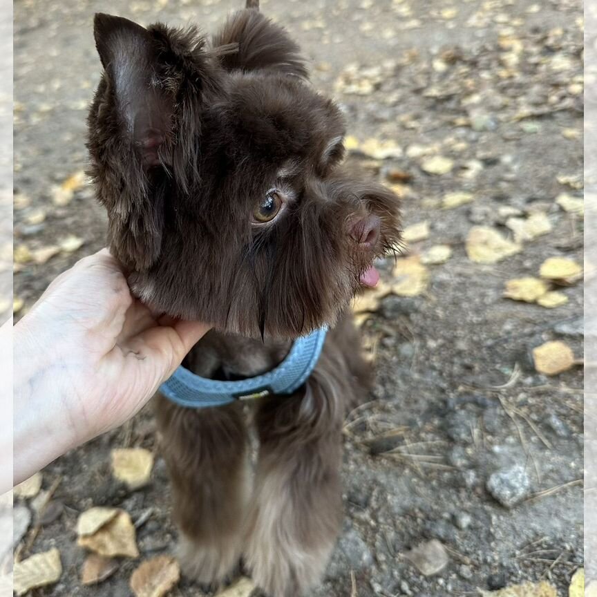 Вязка шоко йорк