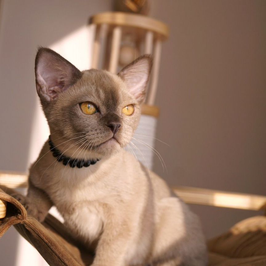 Европейская бурма котенок