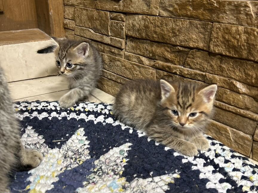 Шатладские котята месячные, ищут новый дом