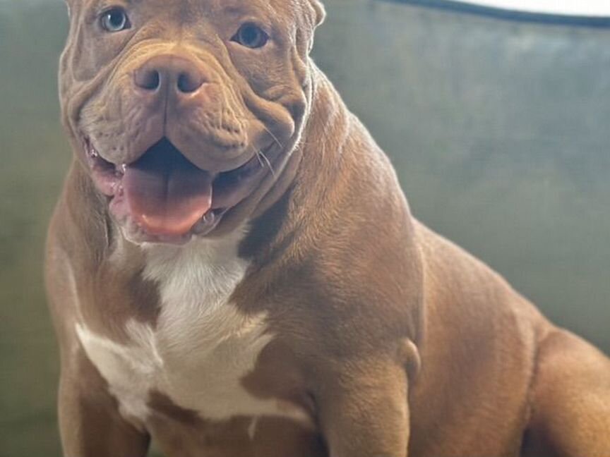 Американский булли