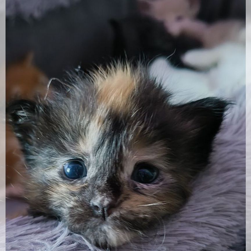 Мейн-кун котёнок