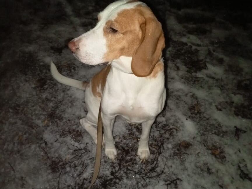 Собака в добрые руки отдам бесплатно