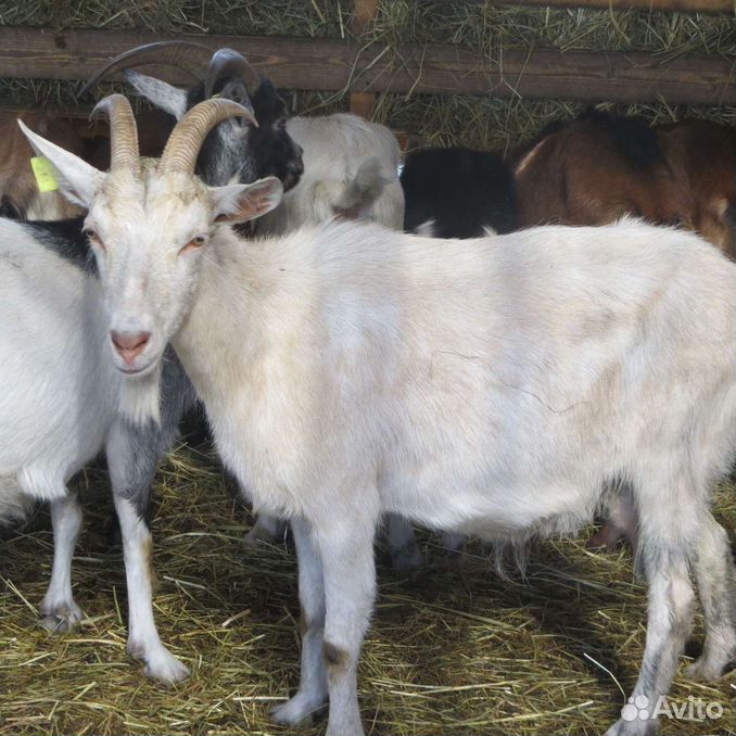 Альпийские и русские козы