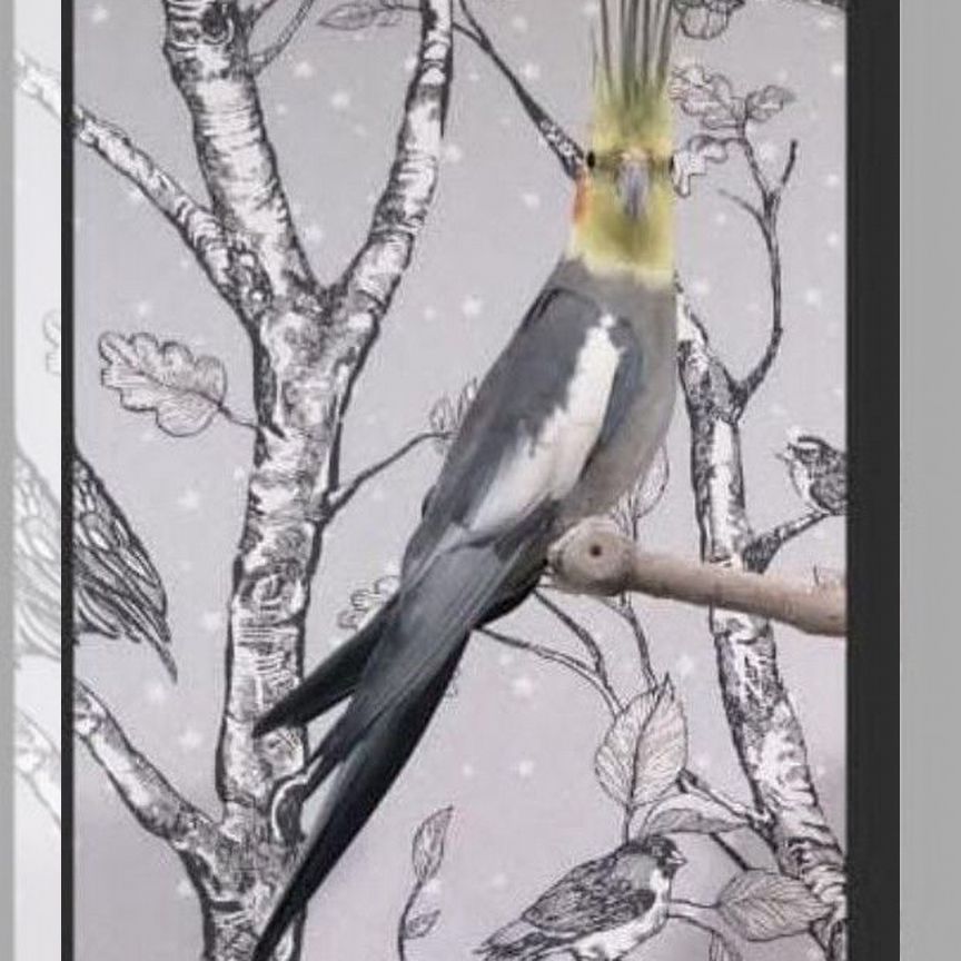 Попугай корелла мальчик