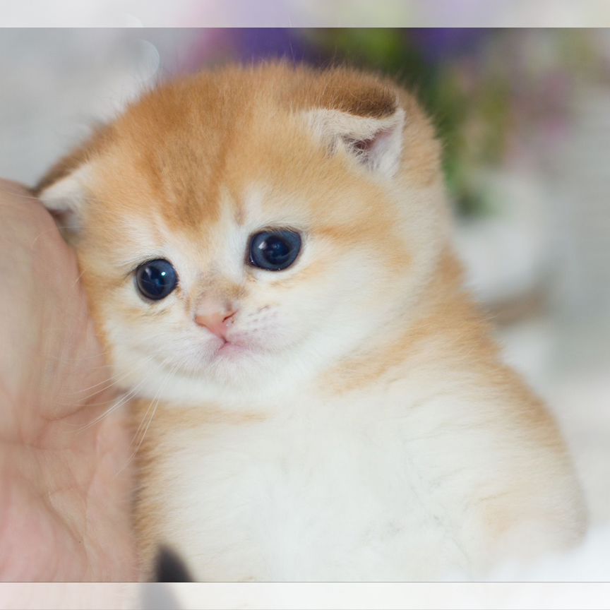 Шикарный мальчик Scottish-fold ny11