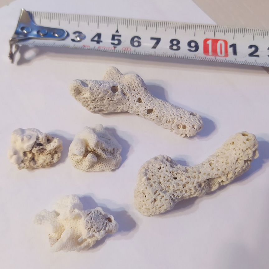 Кораллы натуральные природные