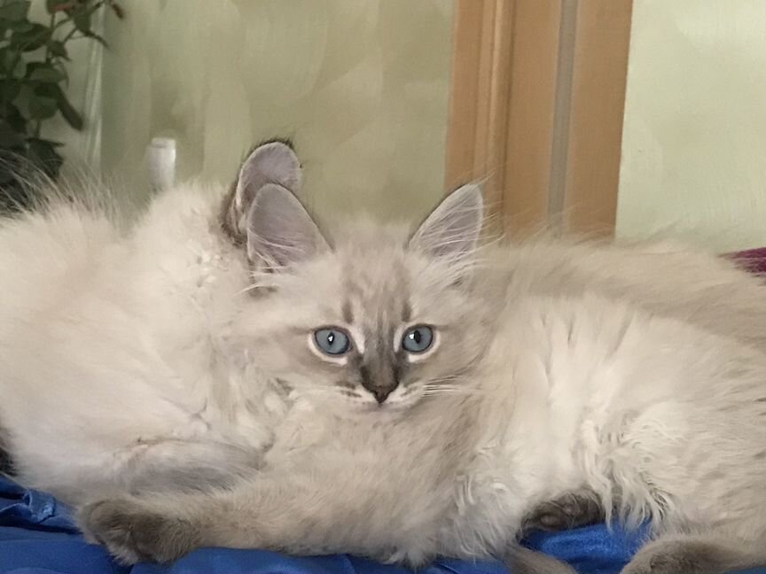 Невский маскарадный котик 10