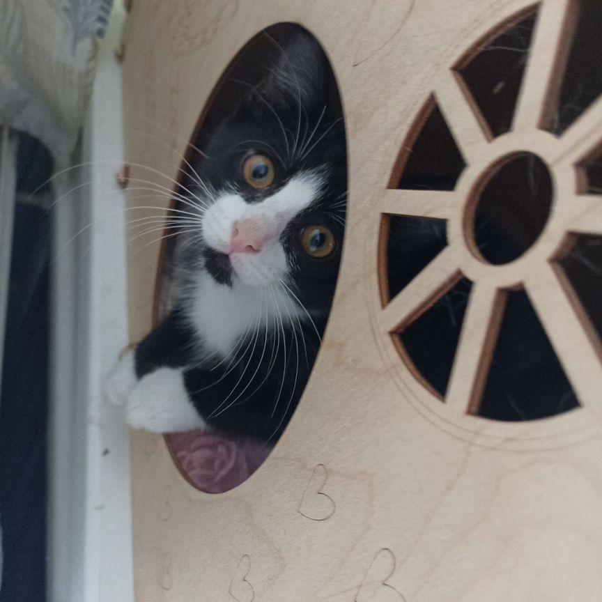 Котенок в добрые руки