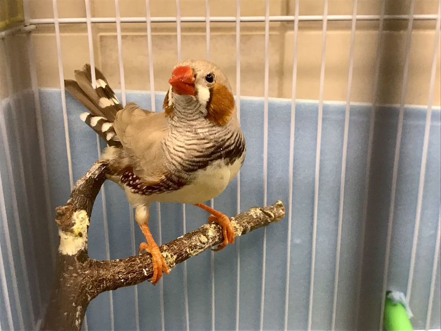 Редкая зебровая амадина