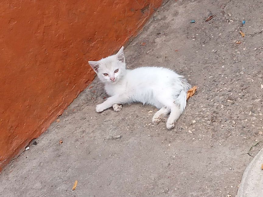 Белый котенок в добрые руки)