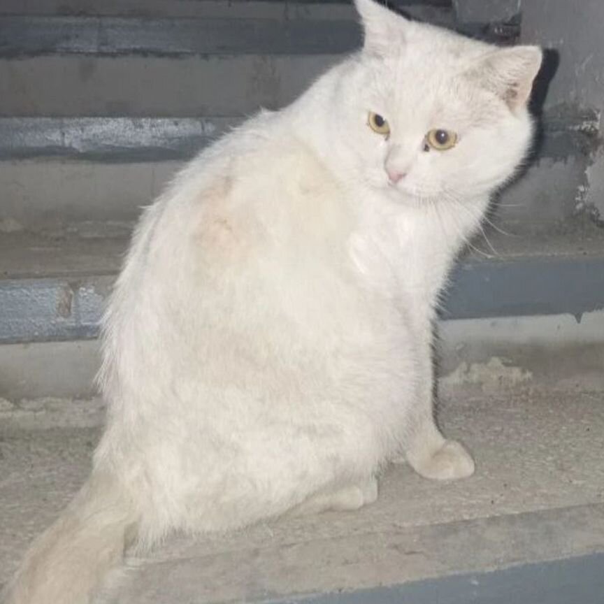 Взрослый кот в добрые руки