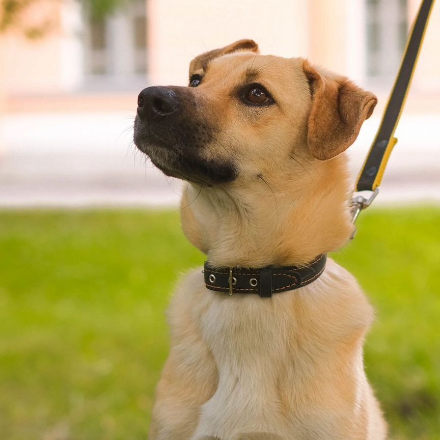 Собаки из приюта: кареглазая Ирма