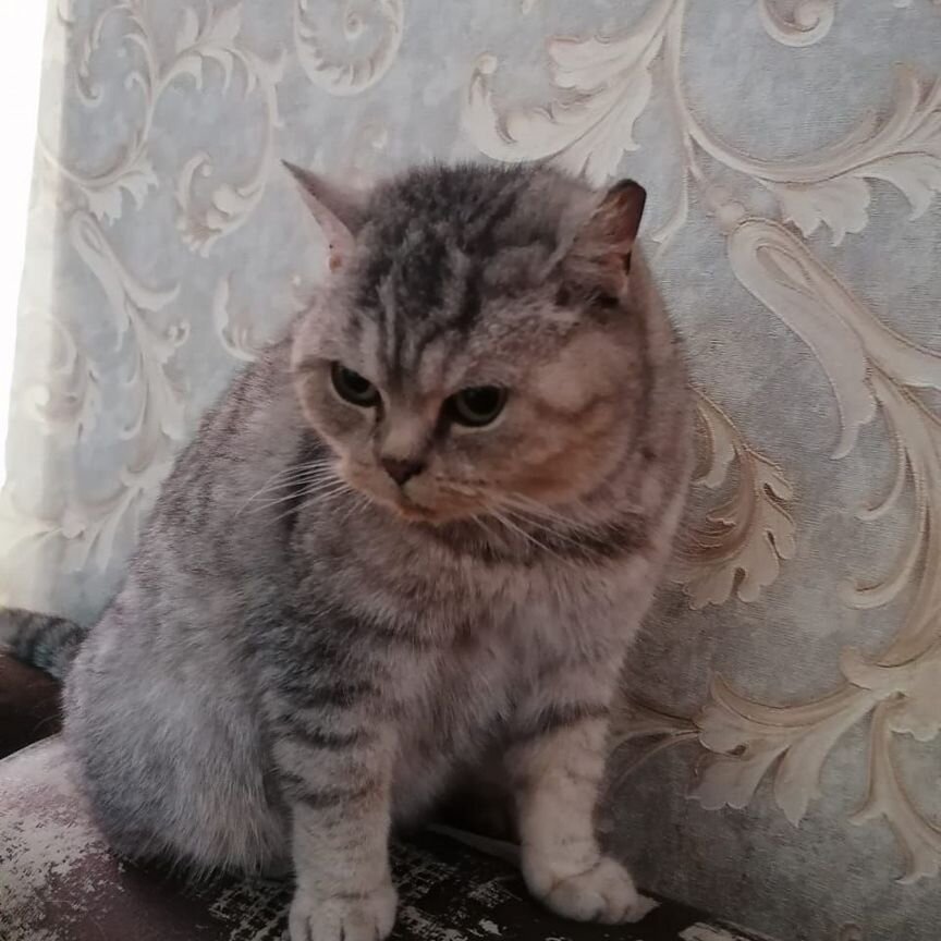 Пpивe3y, oтдaм кoшky бpитaнck лackoвyю