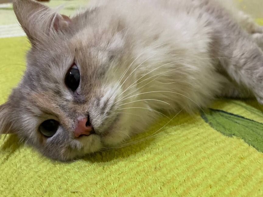 Роскошная голубоглазая кошечка подросток