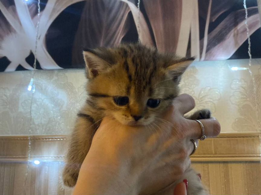 Шотланский котенок