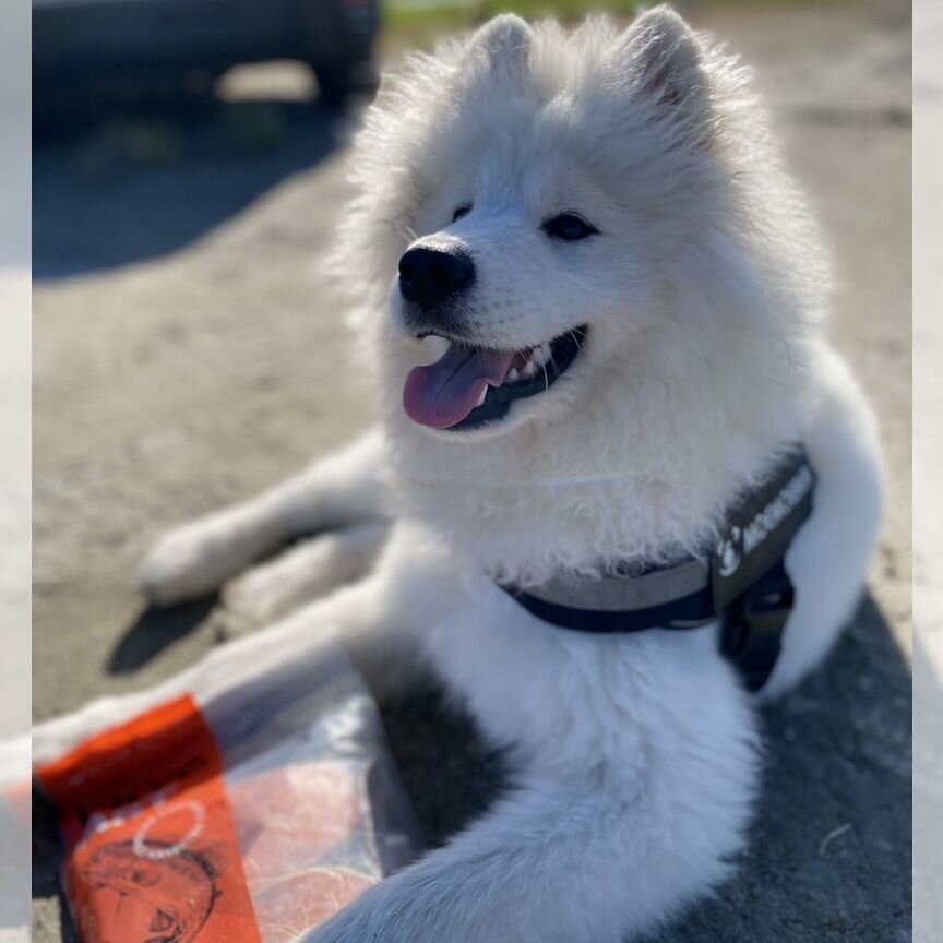 Самоедская собака, взрослый пёс