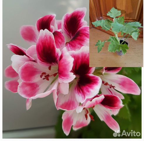 Сортовые королевские пеларгонии купить в Санкт-Петербурге | Товары для ...