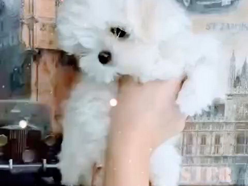 Кукольный мини мальчик мальтезе