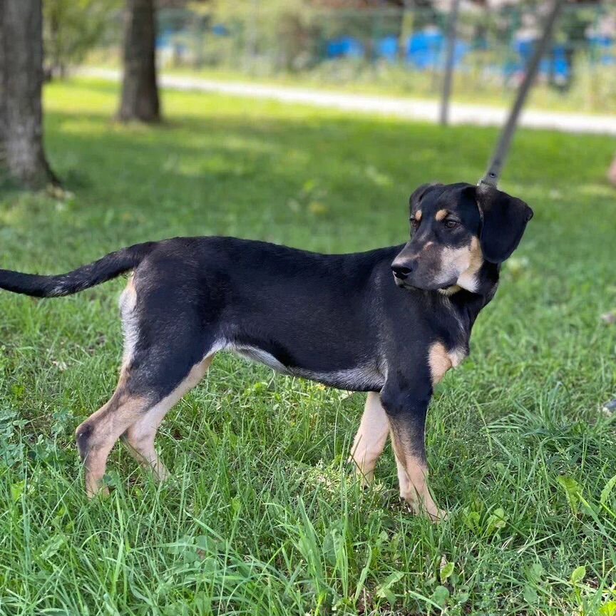 Щенок в добрые руки бесплатно
