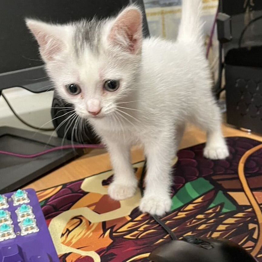 Котёнок в добрые руки