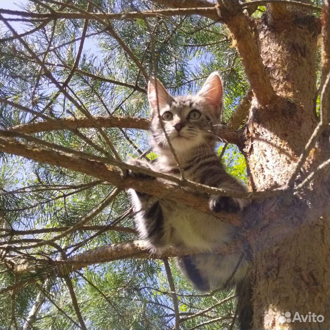 Котёнок- рысёнок